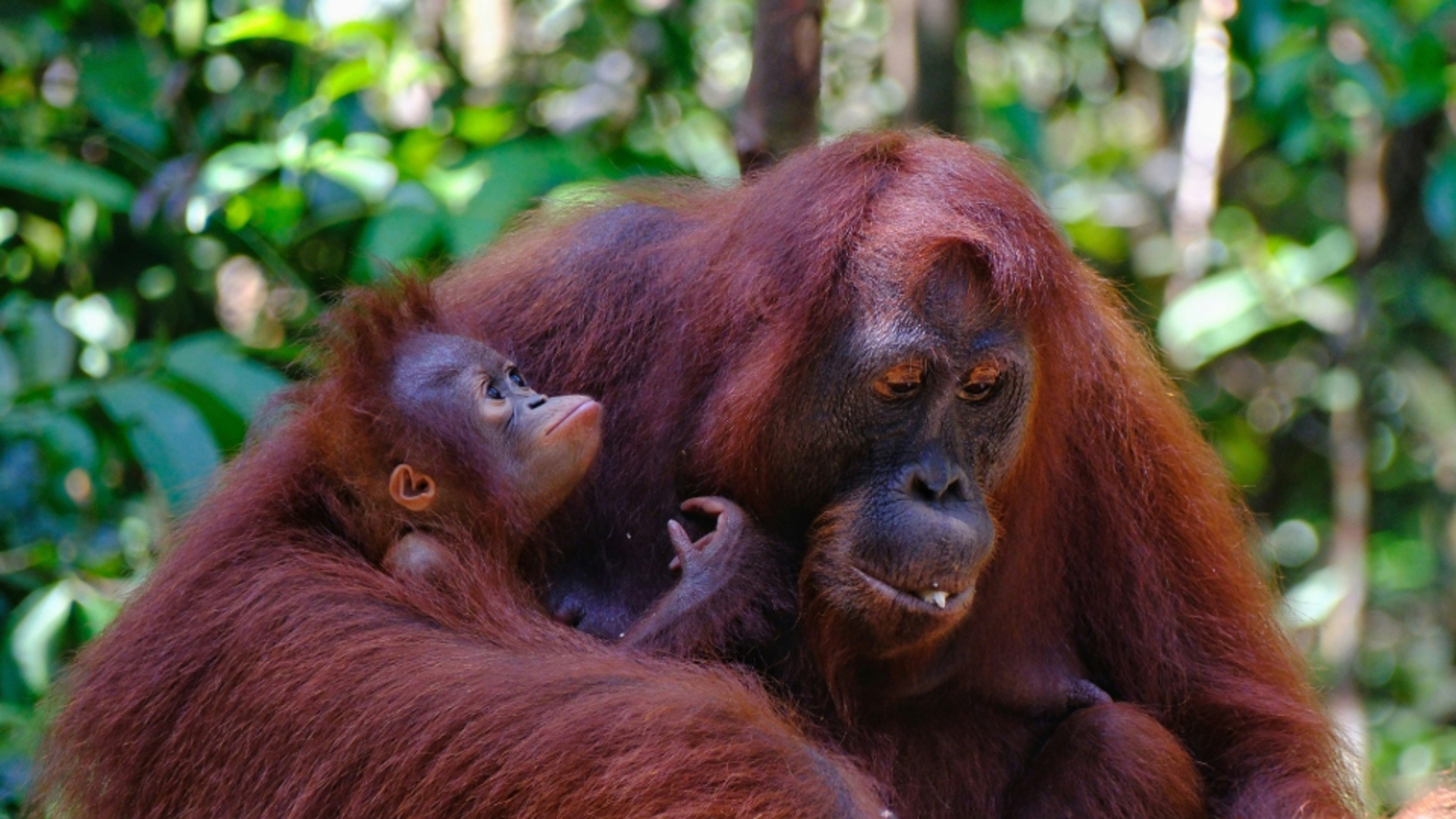 Your guide to witnessing and protecting endangered wildlife on your travels