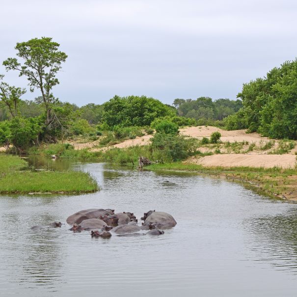 Discover the Wonders of Kruger National Park