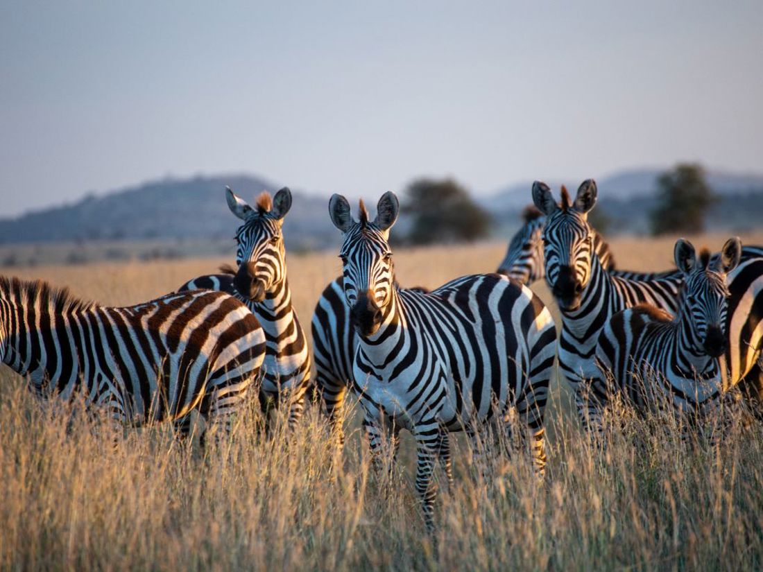 Discover South Africa's Natural Heritage: National Parks Week 2025